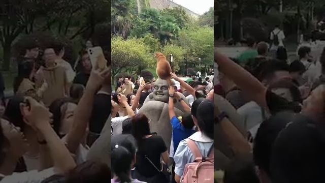 Хорошее место занял! 🐈