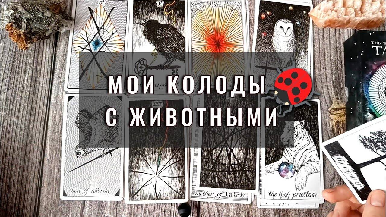 Моя коллекция таро с животными🦢 Подборка колод