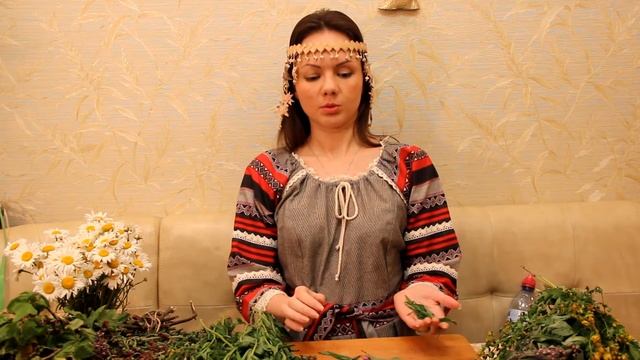 Заготовка Иван чая кипрея ферментирование и сушка