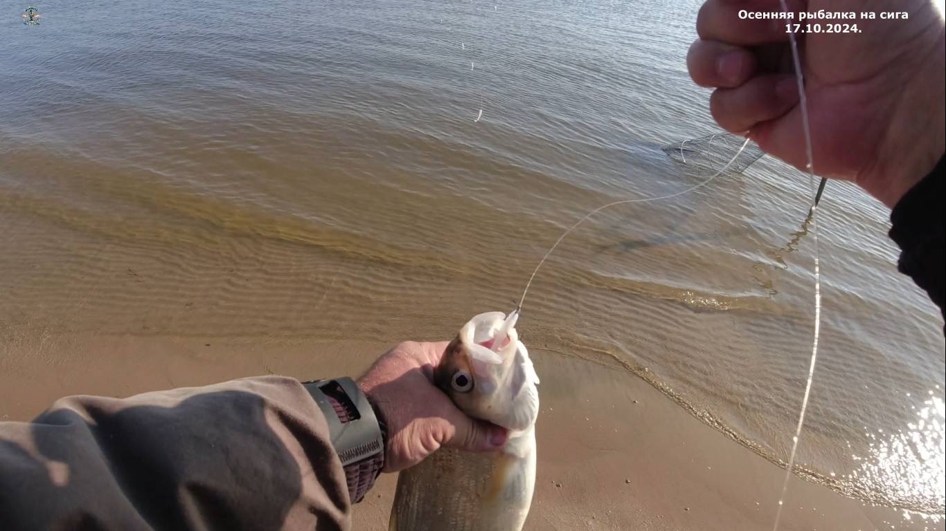 Осенняя рыбалка на сига 17.10.2024.