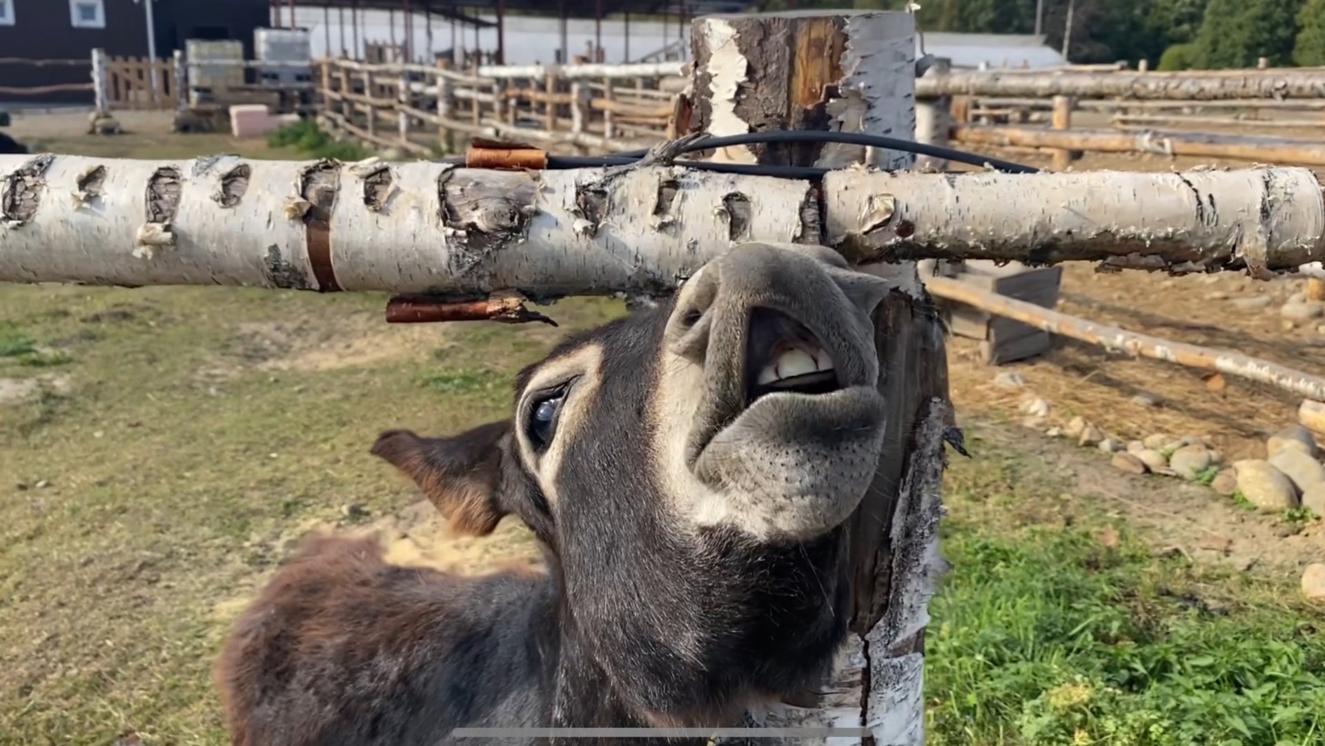 ВЛОГ: ПОСЕТИЛИ ФЕРМУ ОСЛИКОВ