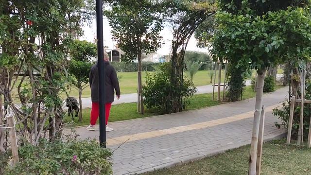 Турецкие кошки, история выживания