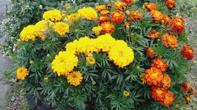 Бархатцы - Рассадный Способ Выращивания  на Урале. Уход и Размножение.