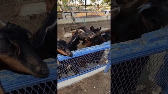 Кормим египетских козликов