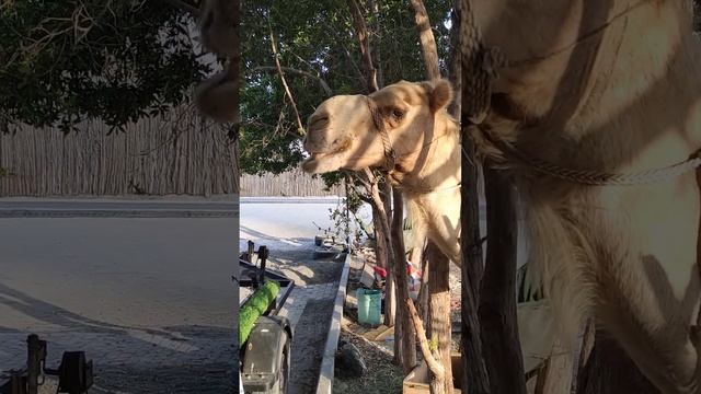 Кормежка Валеры.