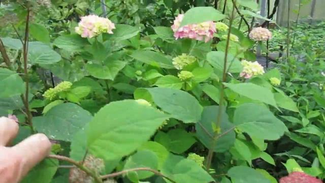 15 07 17г. Пробежка по саду  Неужели наступило лето