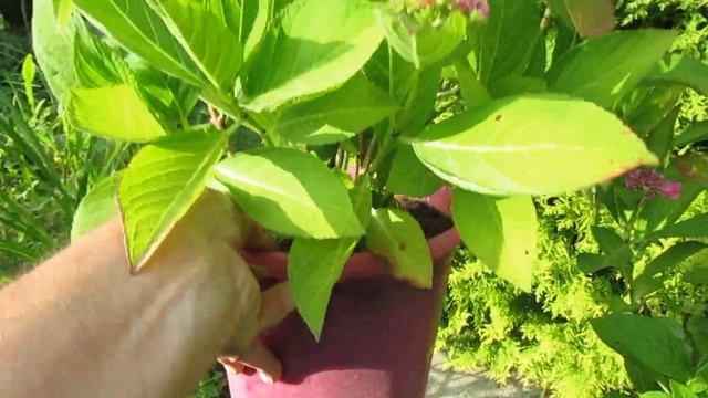 01 09 17г Цветение саженцев гортензии крупнолистной сорта «Романс» в возрасте 5 лет