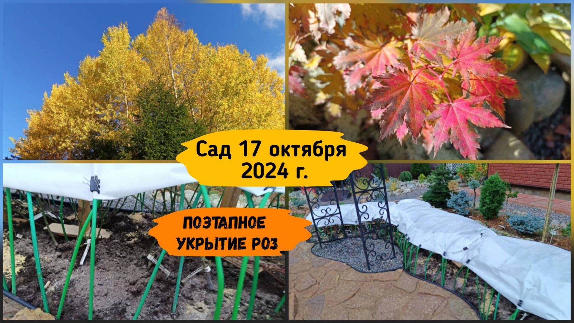 Сад 17 октября 2024 г.