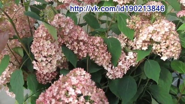 20.07.17г.  Гортензии - Всё только начинается. Часть 1.