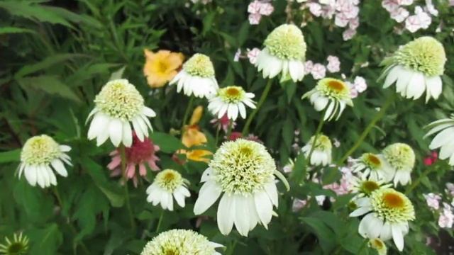 22 08 17г  Мои эхинацеи в августе