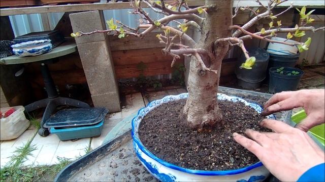 Бонсай весенняя обрезка корней яблони 2024 год продолжение  43 часть
