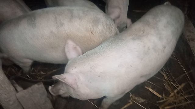 #свиноводство#бизнес#пропасть