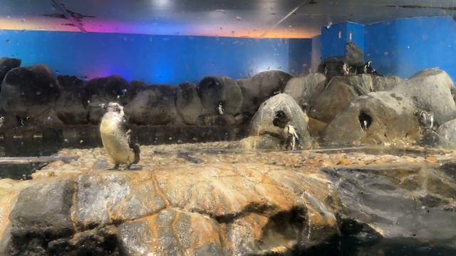 Посетили океанариум Underwater World Langkawi