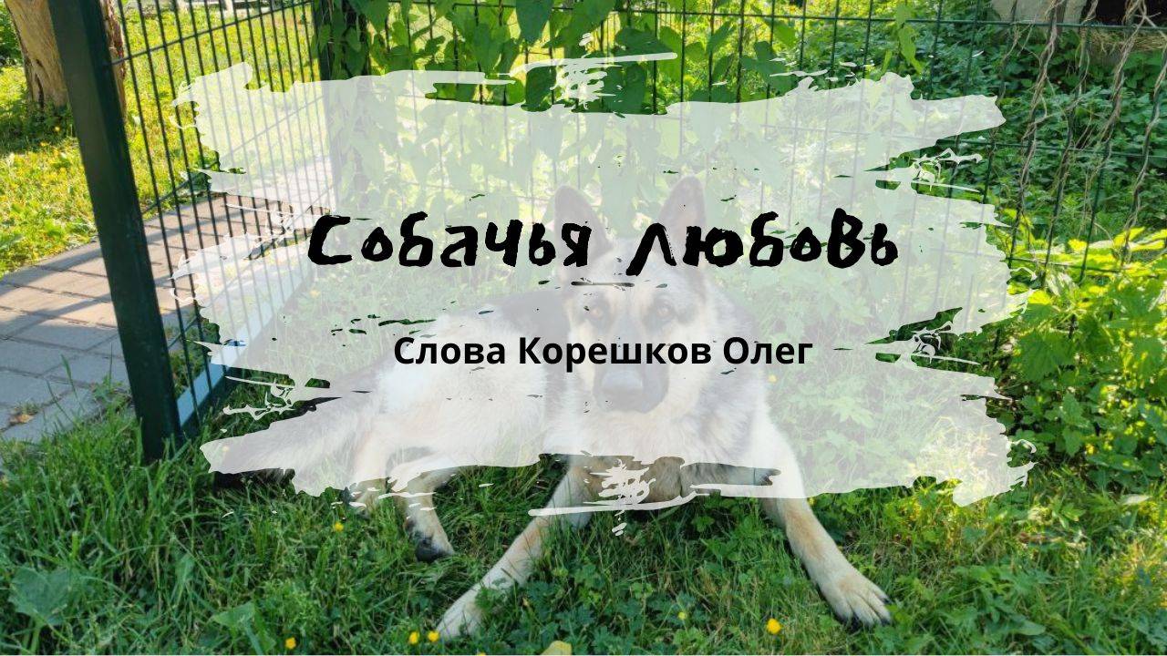Собачья любовь (Слова Корешков Олег)