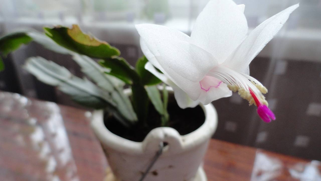 Мои комнатные Кактусы и суккуленты в марте