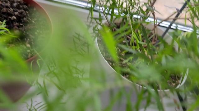 Мелалеука СП 13