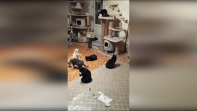 🐱🐱Вот такая уютная комната на передержке, где живут наши любимые хвостики❤️