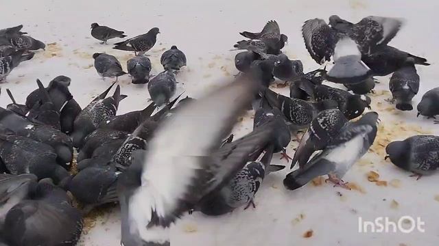 16.01.2024 Решили покормить голубей крупой