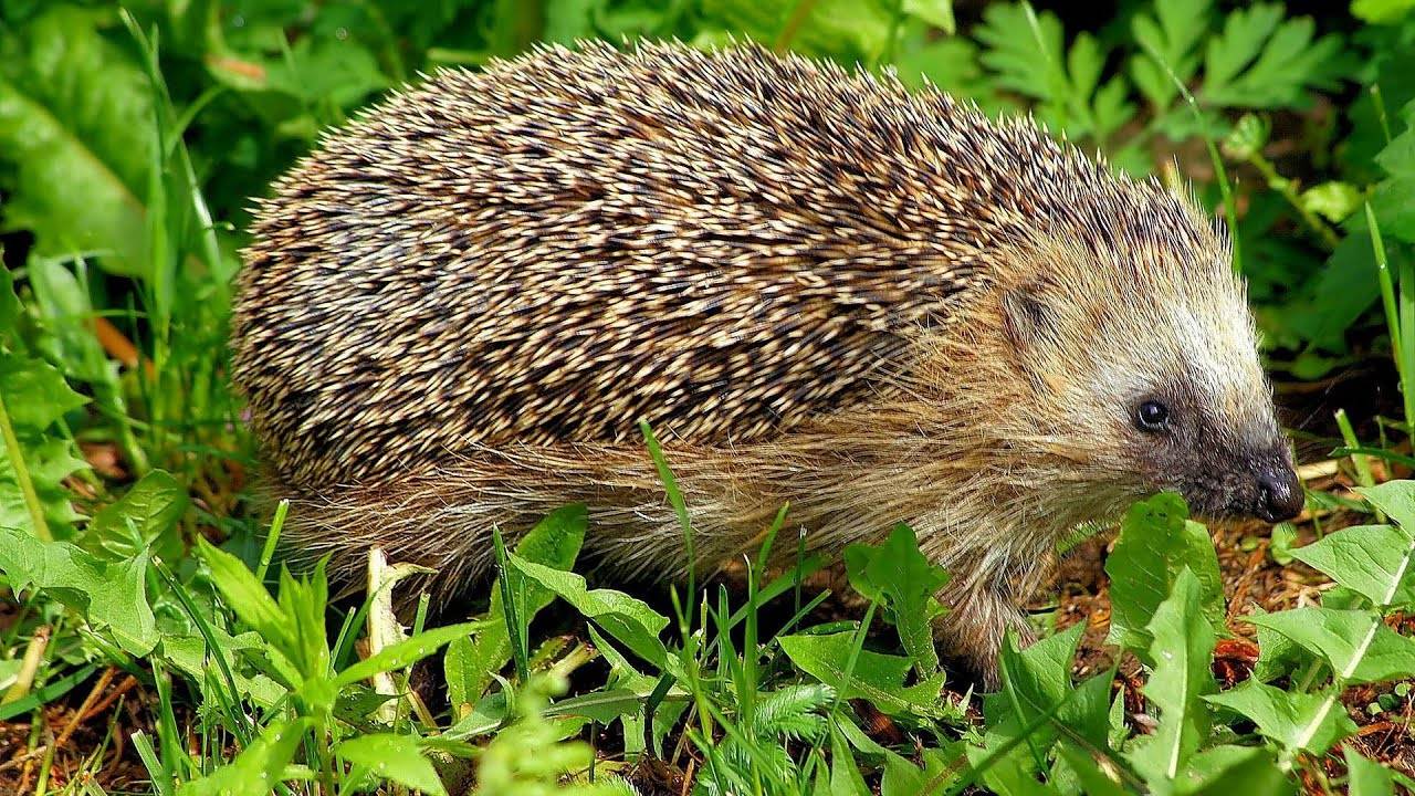 К нам пришел колючий гость - ЕЖИК !