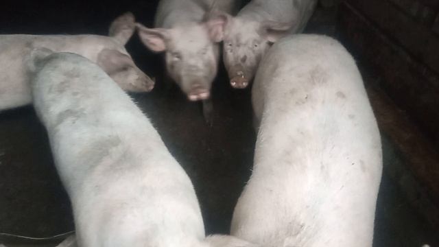 #Савиньи #и #стафф