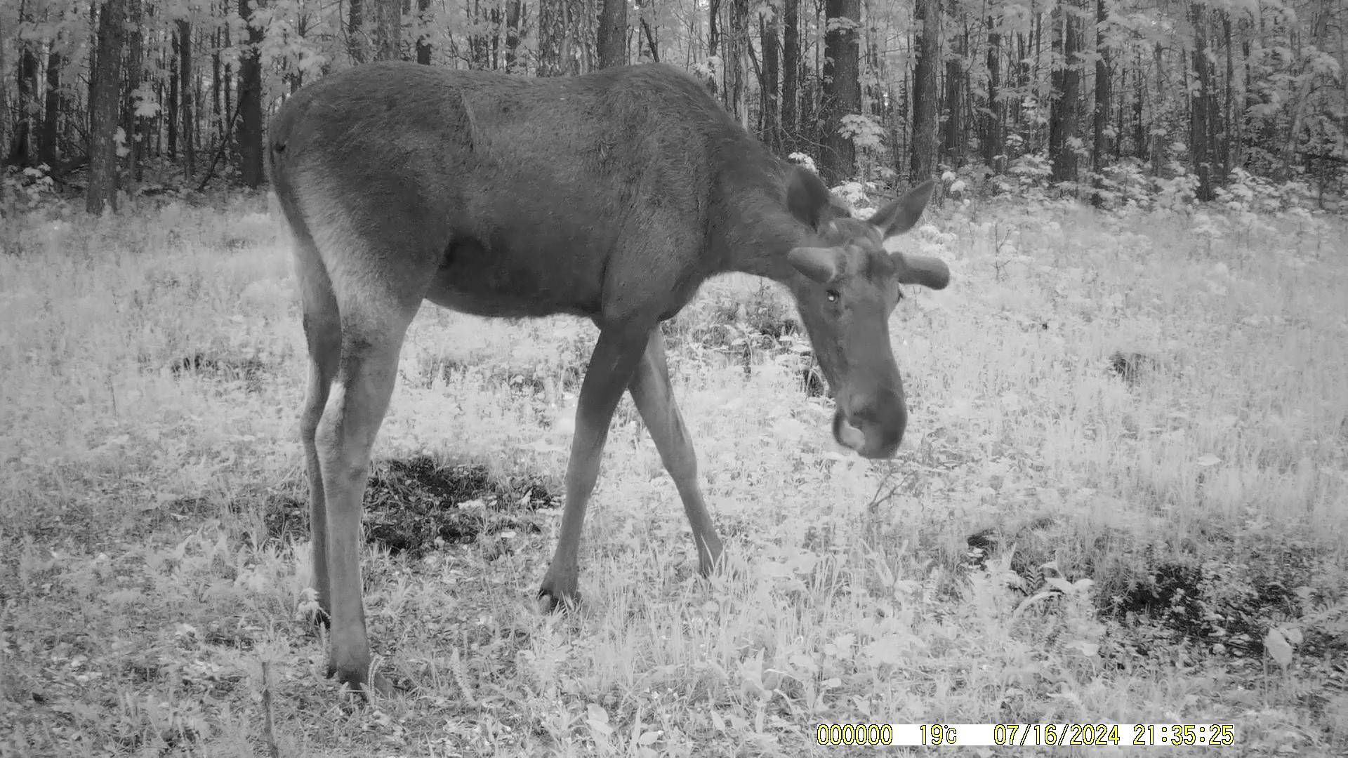 "Лосик". Хроника одного знакомства
