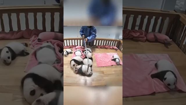 Тсс... Панды спят 🐼