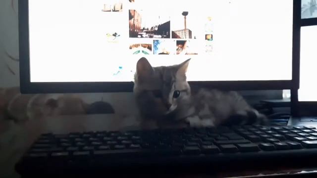 Моя помощница...