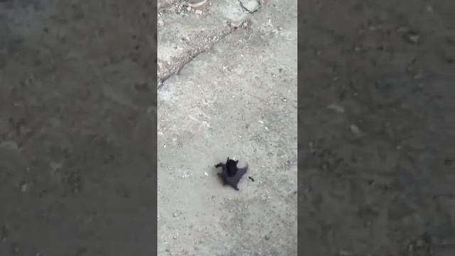 Где этот джокер?!! Я ему втащу ща!!!