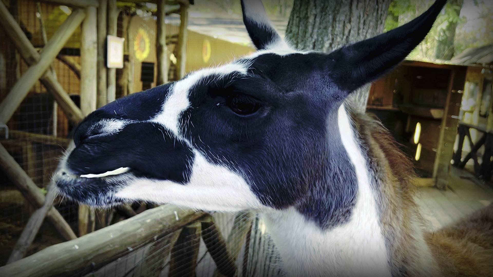 Контактный зоопарк "Сказка" г.Самара Iphone 13 Pro Max