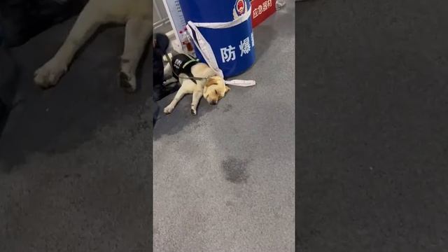 Собака спит — служба идёт!  😄