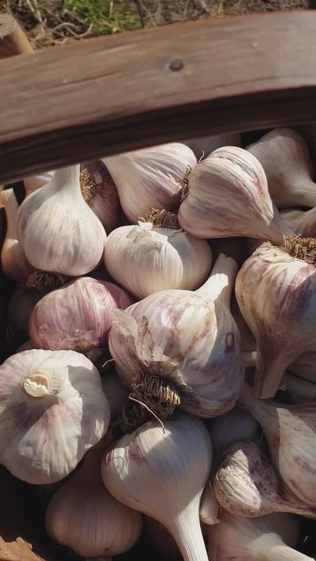 Высади так чеснок осенью! Крупный и здоровый чеснок всегда.