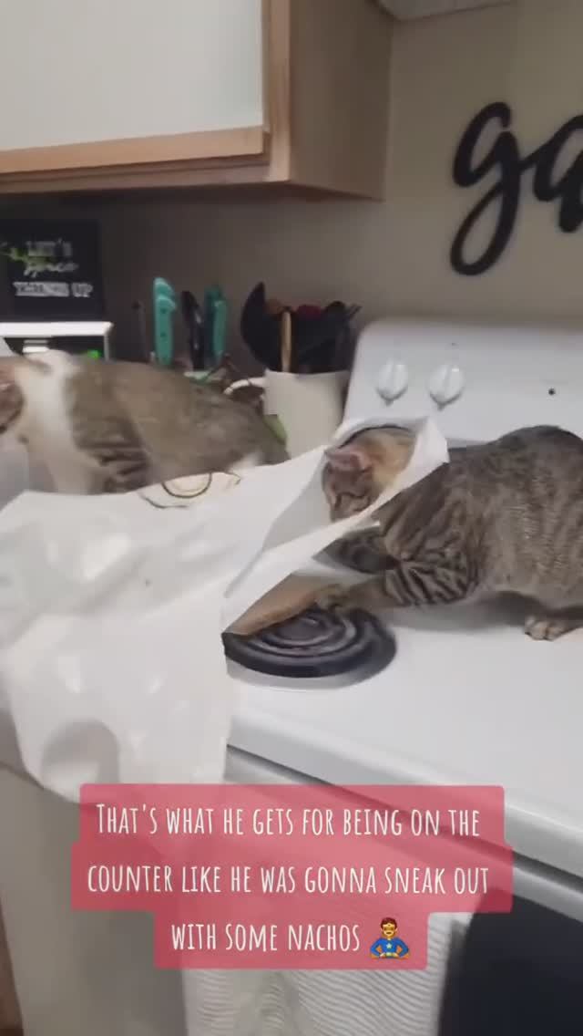 Коты! Безумные гонки Октябрь 2024