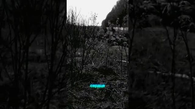 Дорога за ленту