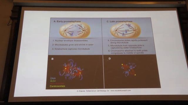 9. Клеточная биология - Онищенко Г. Е. Teach-in.