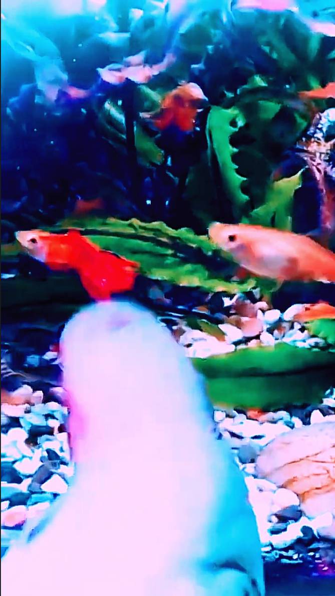 Морозко попугай в гостях у Нептуна