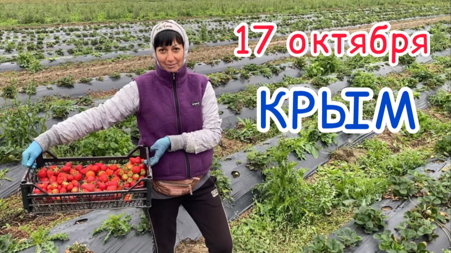 Сбор моркови🥕, помидор 🍅, клубники 🍓/ #РаботавКрыму #работавполе #собираемурожай