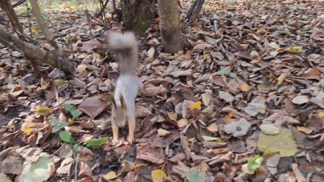 Белки - битва за орехи_#3, Битца, 18 октября 2024