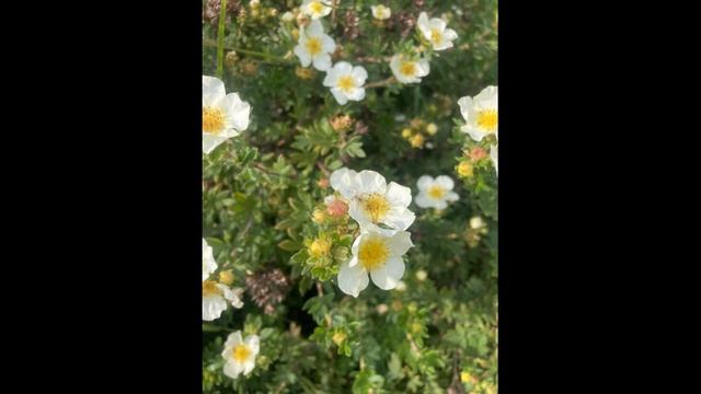 #НиколинРодник Наши каникулы. Часть 10. Алапаевск.