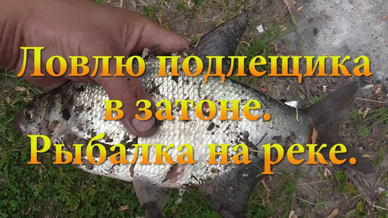 Ловлю подлещика в затоне. Рыбалка на реке