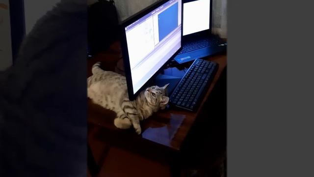 Машка - ПРОГРАММИСТКА