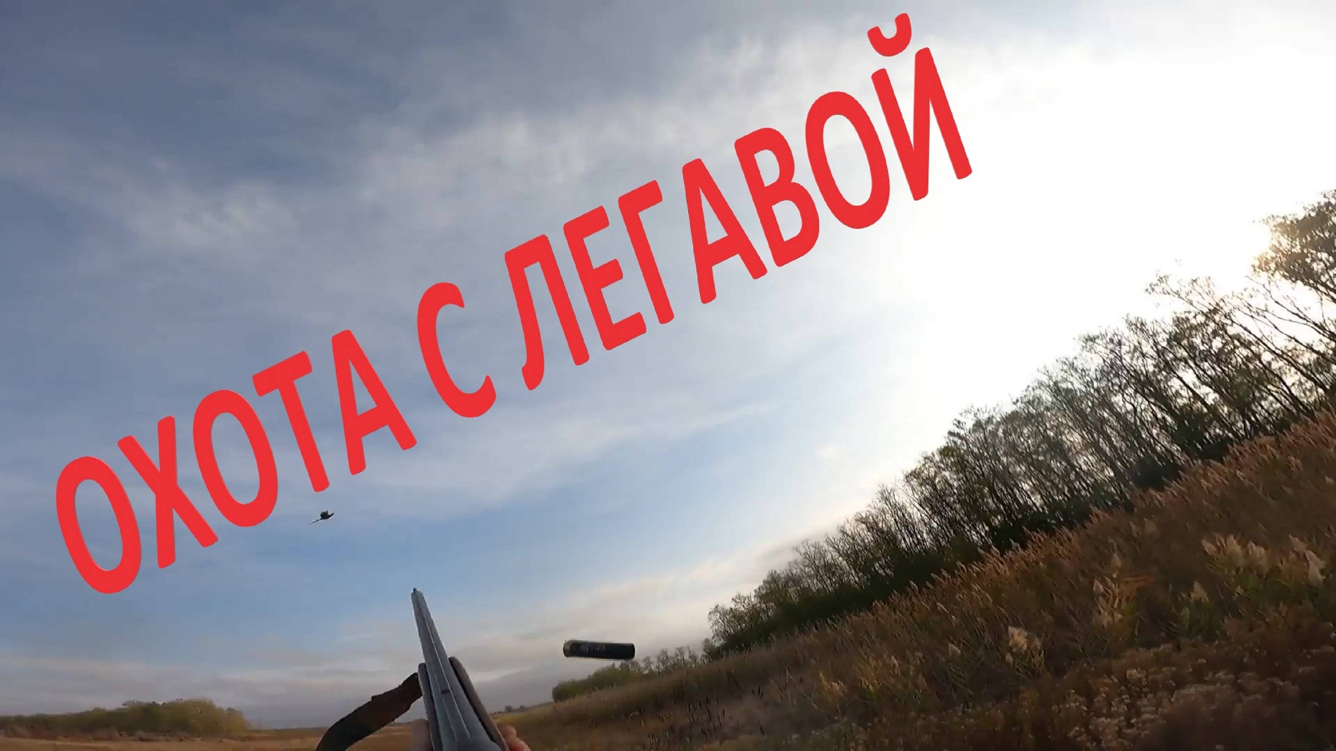 ОХОТА С ЛЕГАВОЙ НА ФАЗАНА