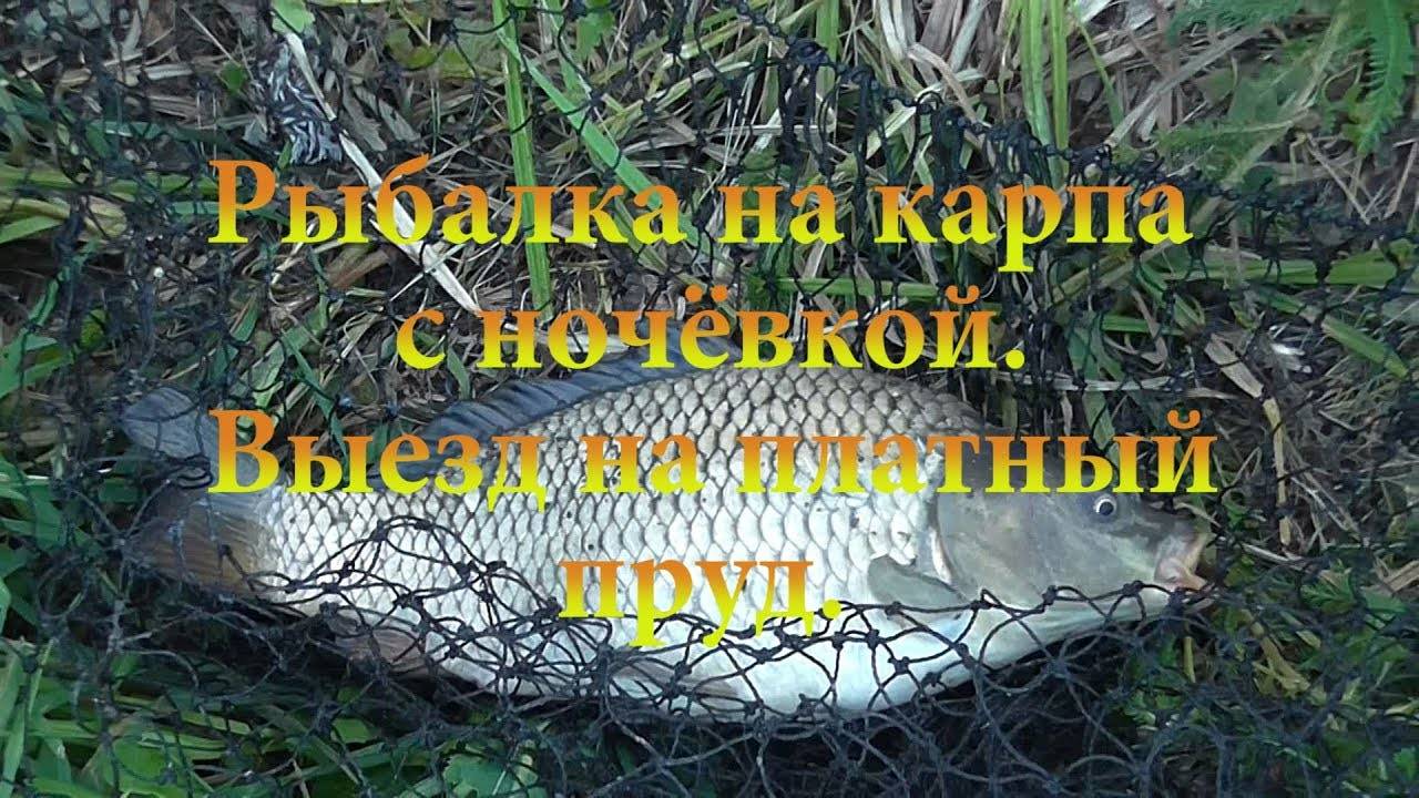 Рыбалка на карпа с ночёвкой. Выезд на платный пруд