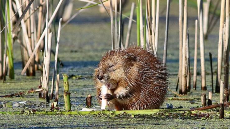 ОНДАТРА ВОДЯНАЯ КРЫСА. MUSMER WATER RAT.