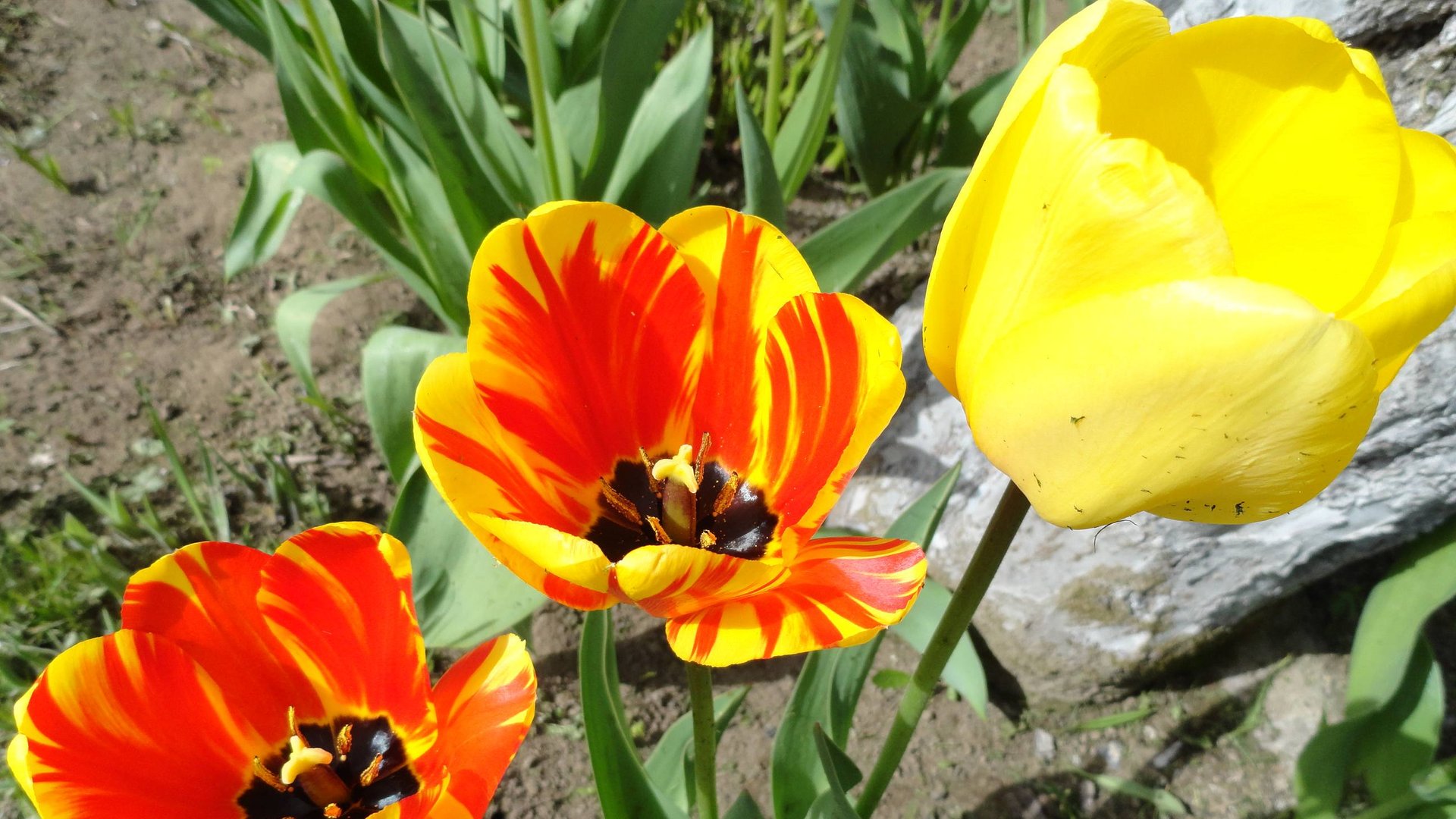 Цветут тюльпаны - яркие краски весны !