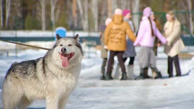 Ёхарье. Песня оленевода. #николинродник #якутия