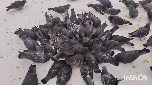 17.01.2024 Мы и голуби