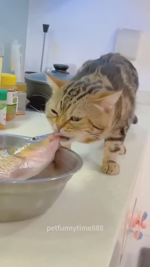 Коты вышли на рыбалку! Опасный хищник снова в деле! Новое Октябрь 2024