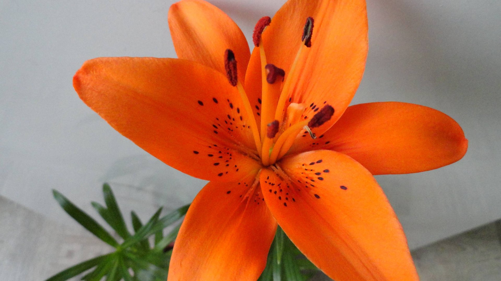 Лилии из магазина ФИКС ПРАЙС зацвели дома