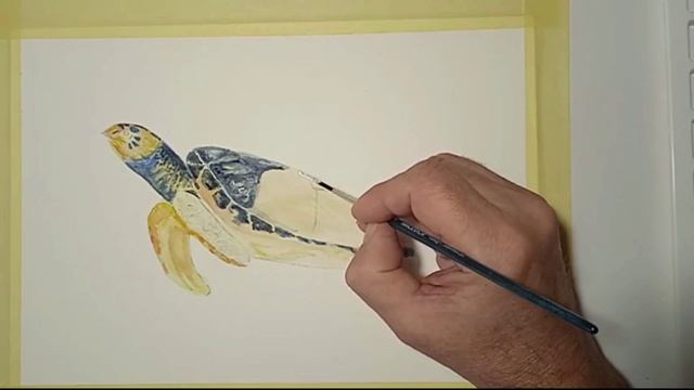 Черепаха. Как нарисовать черепаху. Рисую акварелью