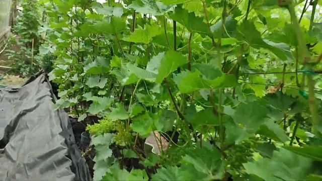 Виноград  в теплице и ОГ. Зеленые операции и подкормка кустов. Июль 2023.